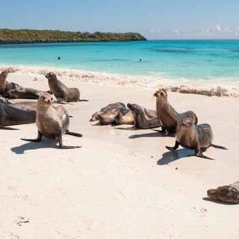 Isabela Island Tour ≫ Book Galapagos Islands tours